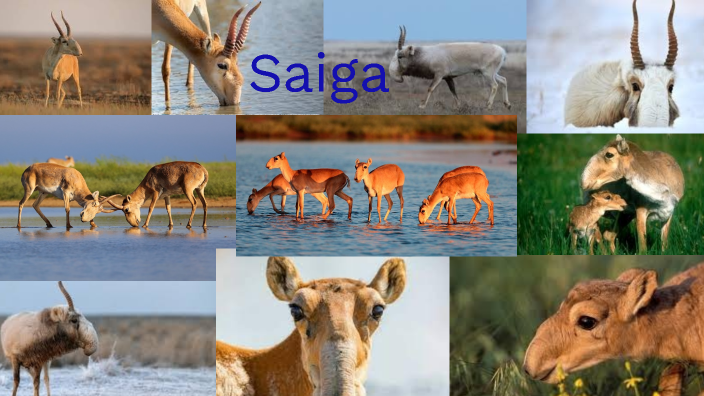 Saiga by Saar van Haastere on Prezi
