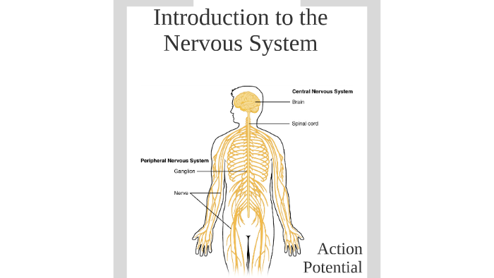5) Introduction to the Nervous System - Action Potential by Brandon Poe ...