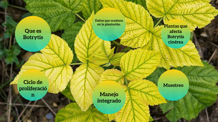 botrytis by CARLOS EDUARDO REYES CERRANO on Prezi