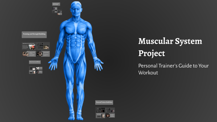 Muscular System Project by Sonia Quintana on Prezi