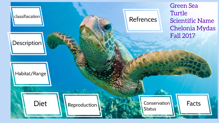 Green Sea Turtle By David Ogren by david ogren on Prezi