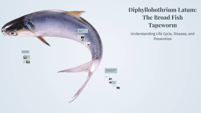 Diphyllobothrium Latum: The Broad Fish Tapeworm by Julianne Buban on Prezi