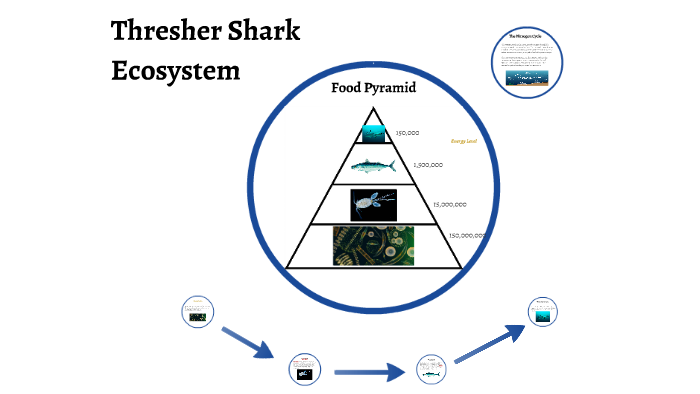 Thresher Shark Food Chain by Trevor Gustin on Prezi
