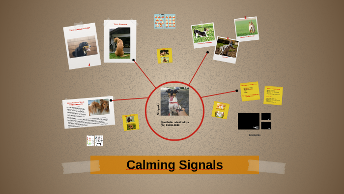 Calming Signals by Nathalie Roque on Prezi
