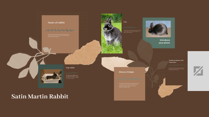 Satin Martin Rabbit by Kiley Slone on Prezi