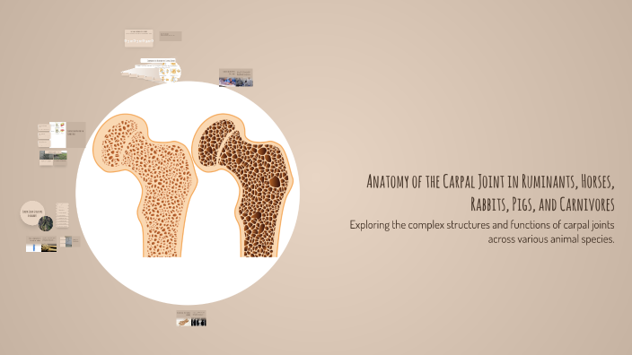 Anatomy of the Carpal Joint in Ruminants, Horses, Rabbits, Pigs, and ...