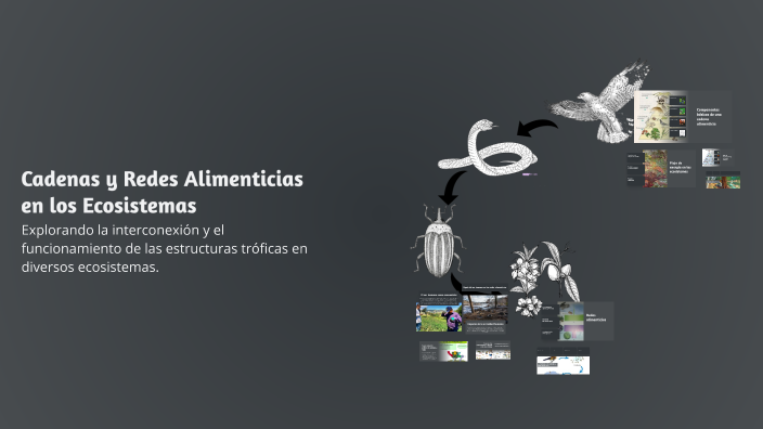 Cadenas y Redes Alimenticias en los Ecosistemas by Ciencias Narutales ...