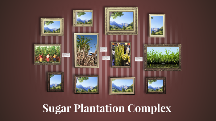 Plantation Complex by on Prezi