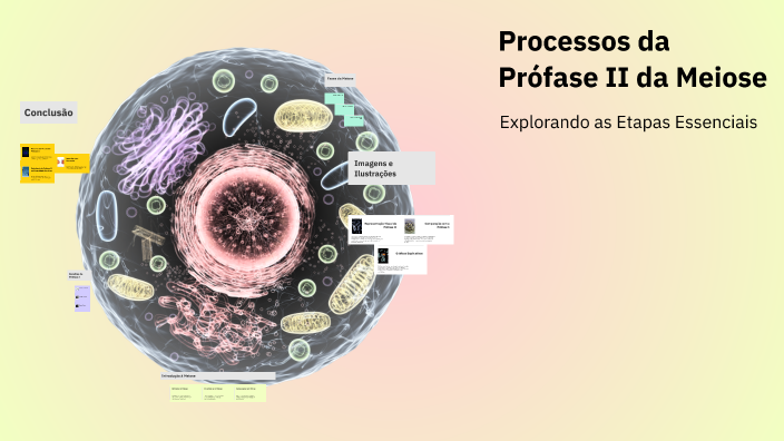 Processos da Prófase 2 da Meiose by ALISSON on Prezi