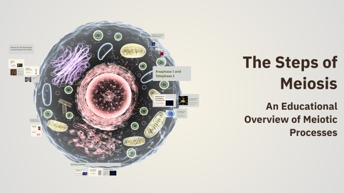 The Steps of Meiosis by platon trofymenko on Prezi