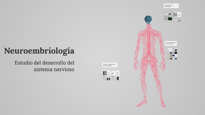 Neuroembriología by Sofía G. Candanedo C. on Prezi