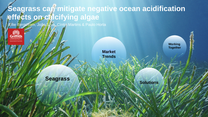 Seagrass can mitigate negative ocean acidification effects on ...