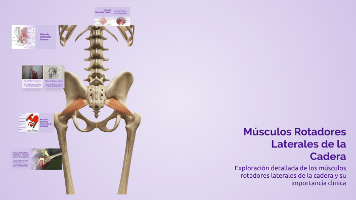Músculos Rotadores Laterales de la Cadera by Enf. Harold Isaac Bermudez ...