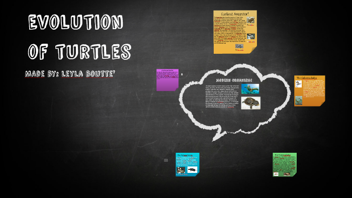 Evolution of turtles by Leyla Boutte on Prezi
