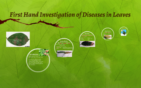 First Hand Investigation of Diseases in Leaves by Julian Abacan Luna on ...