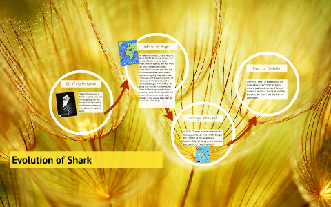 Evolution of Shark by Justin Reyes