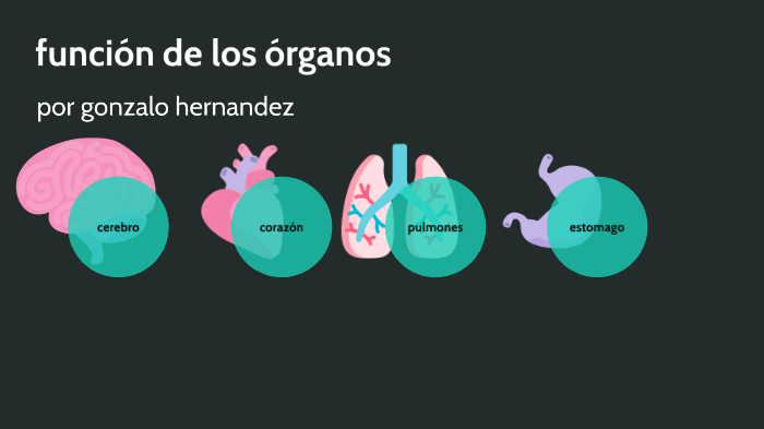 función de los órganos del cuerpo by Gonzálo Izcoatl Hernández Najera ...