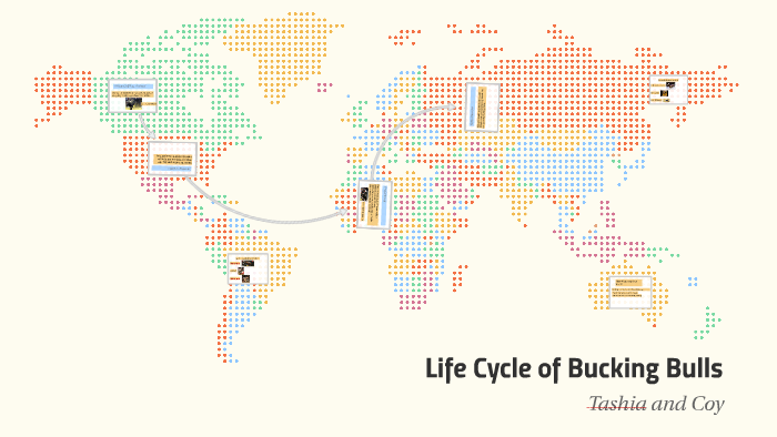 Life Cycle of Bucking Bulls by coy johnson on Prezi