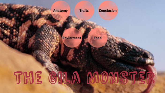 The Gila Monster by Adrian Birkner on Prezi