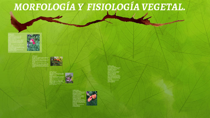 MORFOLOGÍA Y FISIOLOGÍA VEGETAL. by Michel Delgado on Prezi