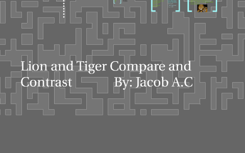 Lion and Tiger compare and contrast by Jacob A.C on Prezi