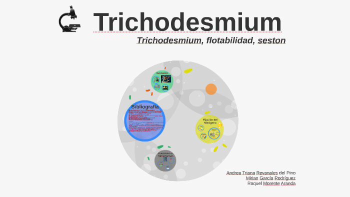 Trichodesmium by Raquel MA on Prezi