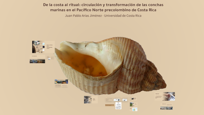De la costa al ritual: circulación y transformación de las conchas ...