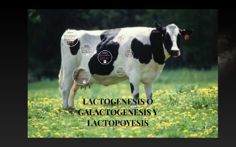 LACTOGENESIS by on Prezi
