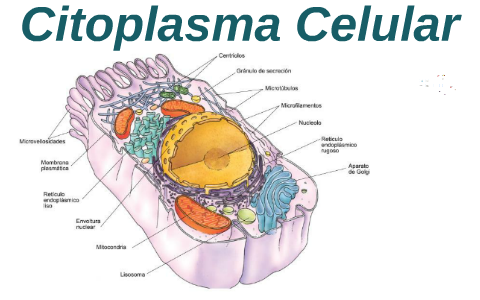 Citoplasma Celular by Felipe Paredes on Prezi