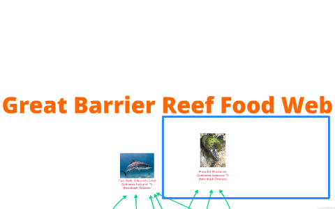 Great Barrier Reef Food Web by Sophia Carr on Prezi