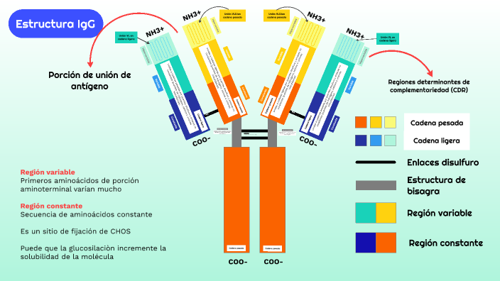Estructura de inmunoglobulina by Ariana Calvo on Prezi