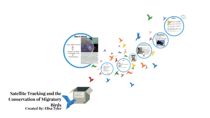 Satellite Tracking and the Conservation of Migratory Birds by on Prezi