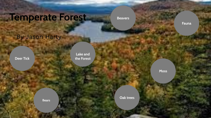 Ecosystem Temperate Forest by Jason Harty on Prezi