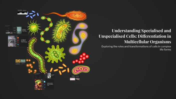 Understanding Specialised and Unspecialised Cells: Differentiation in ...