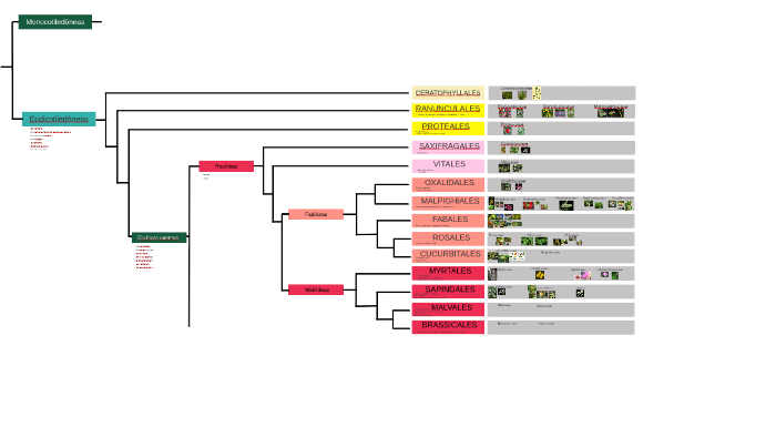 APG IV - Eudicot by Mariana Menezes on Prezi
