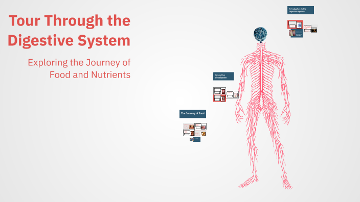 Tour Through the Digestive System by N T on Prezi