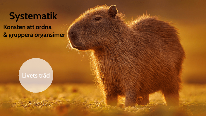Systematik - Djurens biologi by Helena Sundell on Prezi