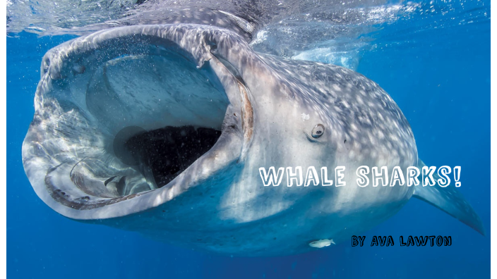 Whale Sharks by Ava Lawton on Prezi