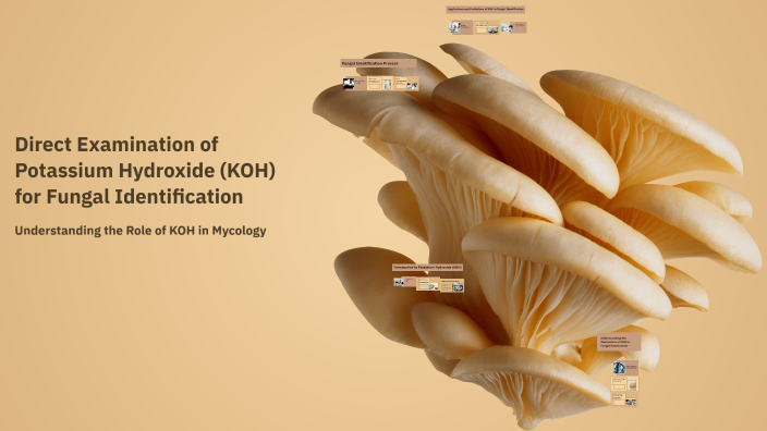 Direct Examination of Potassium Hydroxide (KOH) for Fungal ...