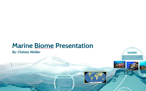 Marine Biome Presentation by chelsea walker on Prezi