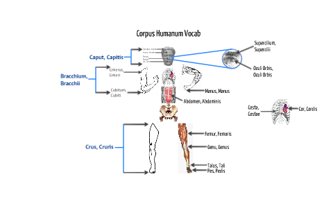 Latin Body Parts by Tom C on Prezi