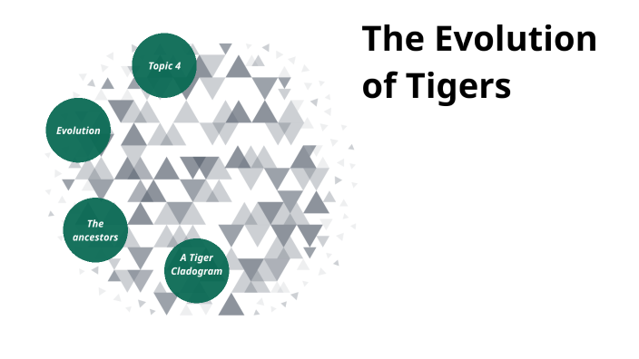 The evolution of tigers by Gina Hargraves on Prezi