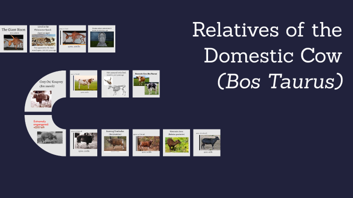 Science Cow Timeline by CAYENNE JACKSON on Prezi