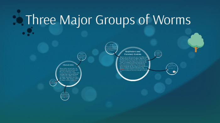 Three Major GRoups of Worms by lauren mckay on Prezi