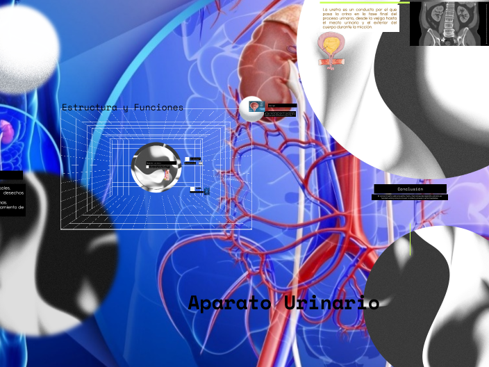 Aparato Urinario by MIRTHA ZARATE BRAVO on Prezi