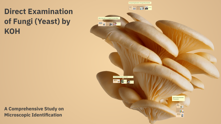 Direct Examination of Fungi (Yeast) by KOH by Kale Mohammed ali ...