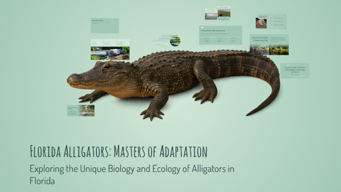 Florida Alligators: Masters of Adaptation by jada williams on Prezi