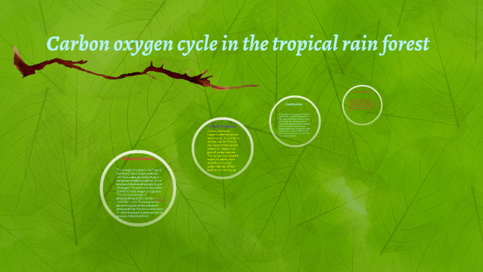 Carbon oxygen cycle in the tropical rain forest by Bailey smeal on Prezi