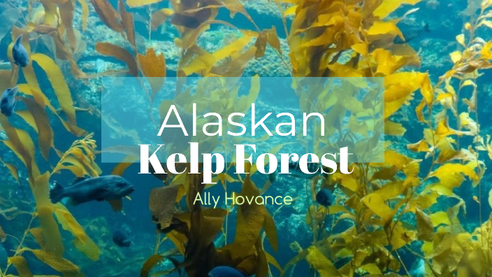 Alaskan Kelp Forest by Allyson Hovance on Prezi