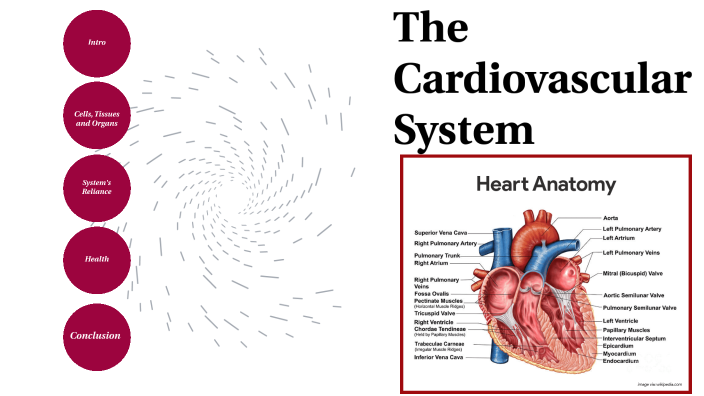 The Cardiovascular System by Jonathan Renger on Prezi